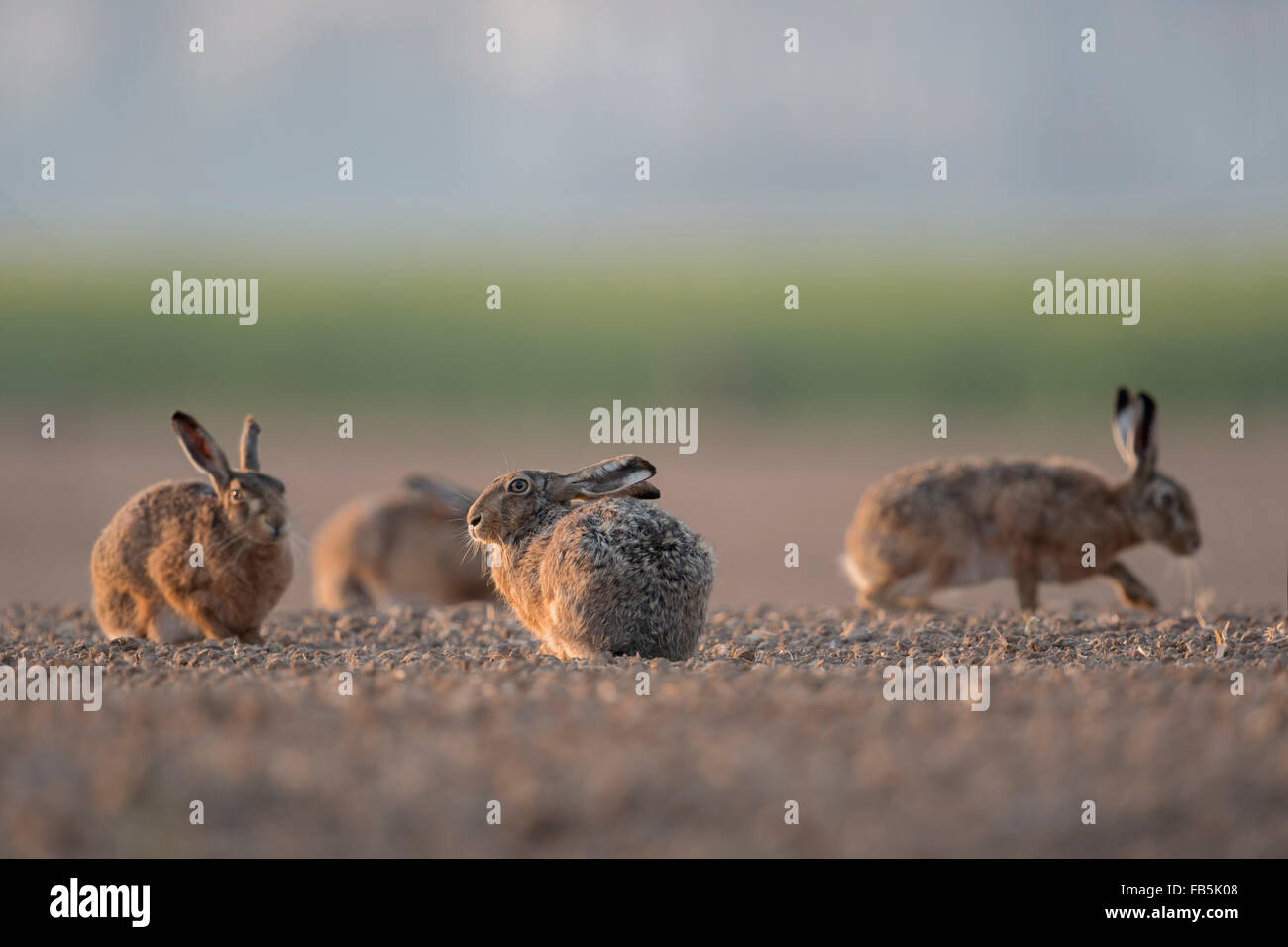 Group of Brown Hares / European Hares ( Lepus europaeus ) sitting ...