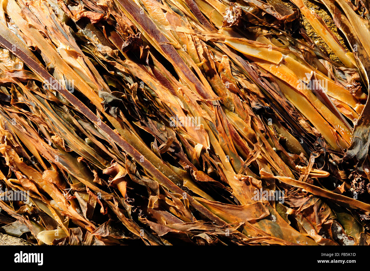 Dead algae hi-res stock photography and images - Alamy