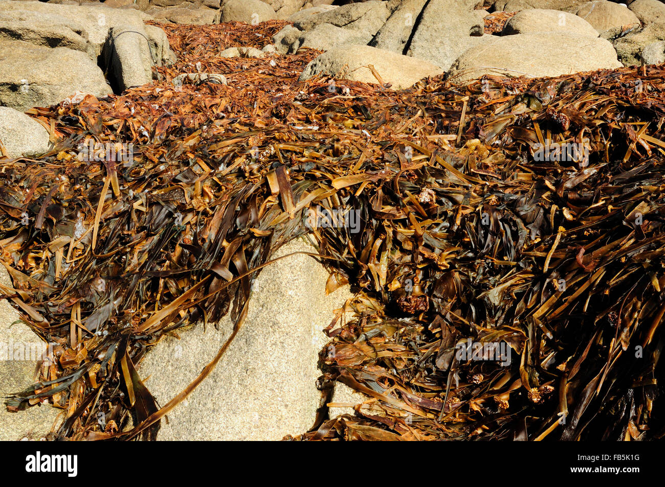 Alga algae algal hi-res stock photography and images - Alamy
