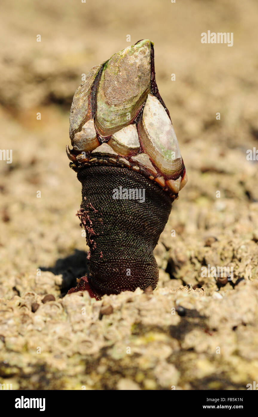 Barnacle pollicipes cornucopia hi-res stock photography and images - Alamy