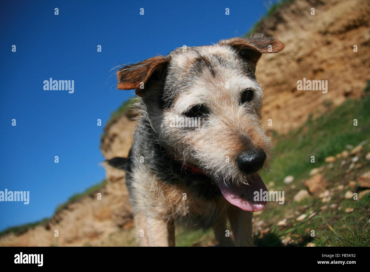 Female terrier hi-res stock photography and images - Alamy