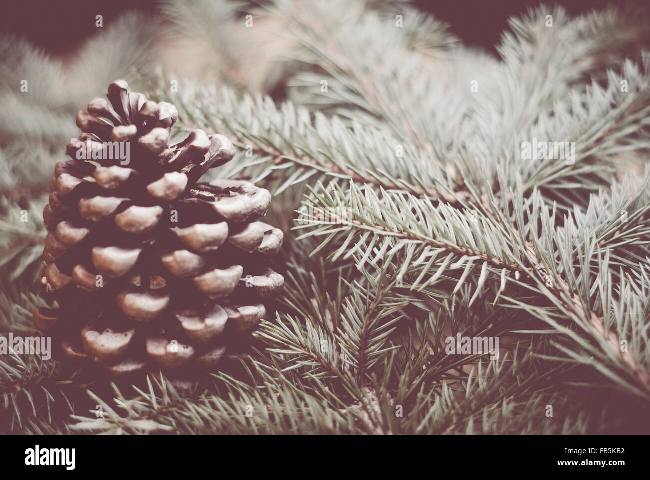 conifer cones on a fir twigs background - nature backgrounds Stock ...