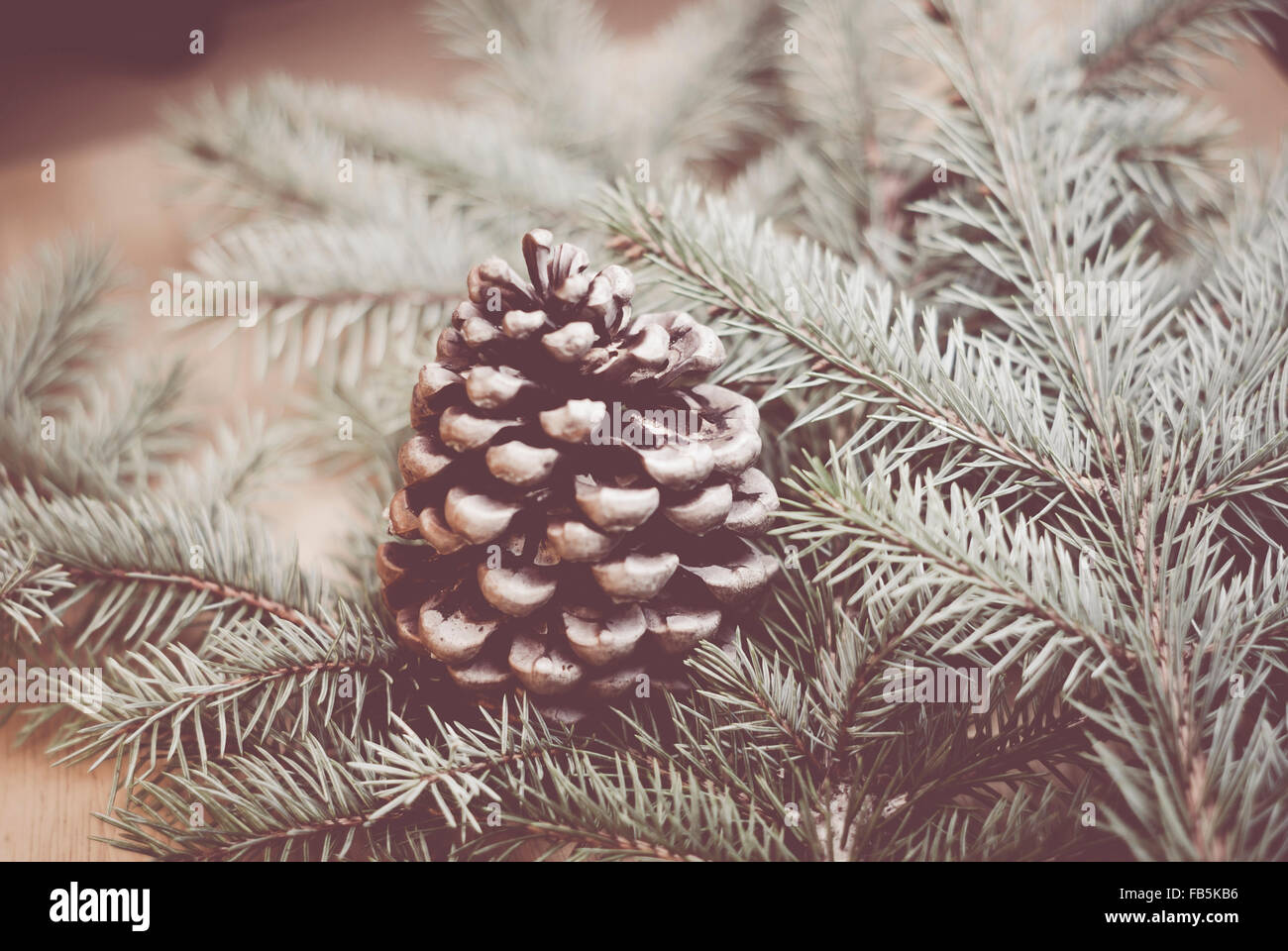 conifer cones on a fir twigs background - nature backgrounds Stock ...