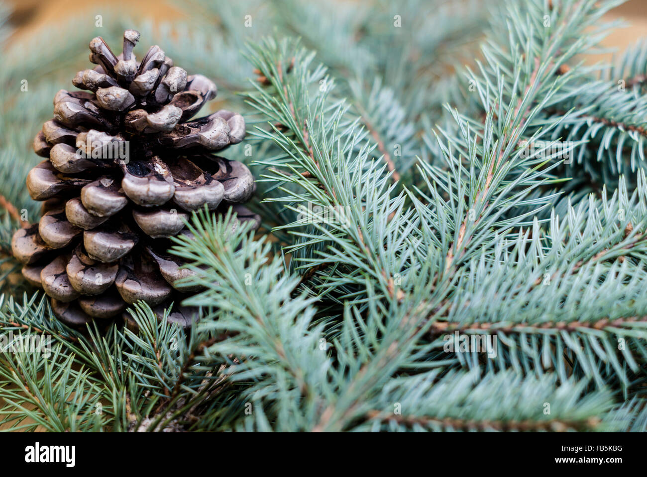 conifer cones on a fir twigs background - nature backgrounds Stock ...