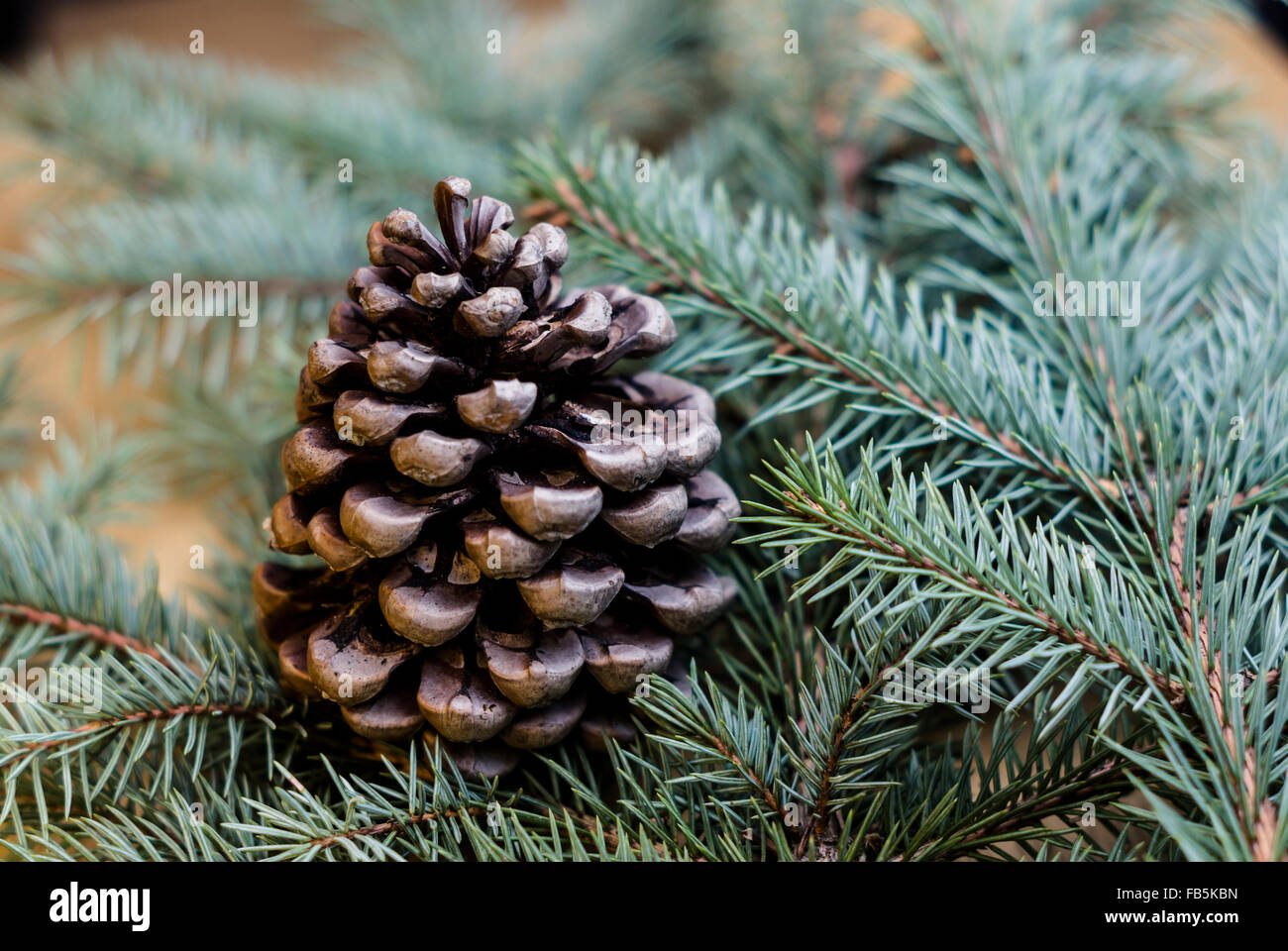 conifer cones on a fir twigs background - nature backgrounds Stock ...
