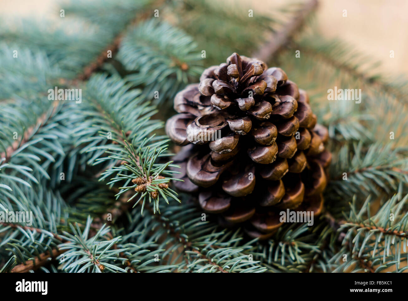 conifer cones on a fir twigs background - nature backgrounds Stock ...