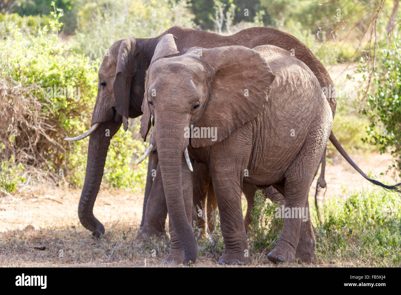 Elephants in african savana hi-res stock photography and images - Alamy