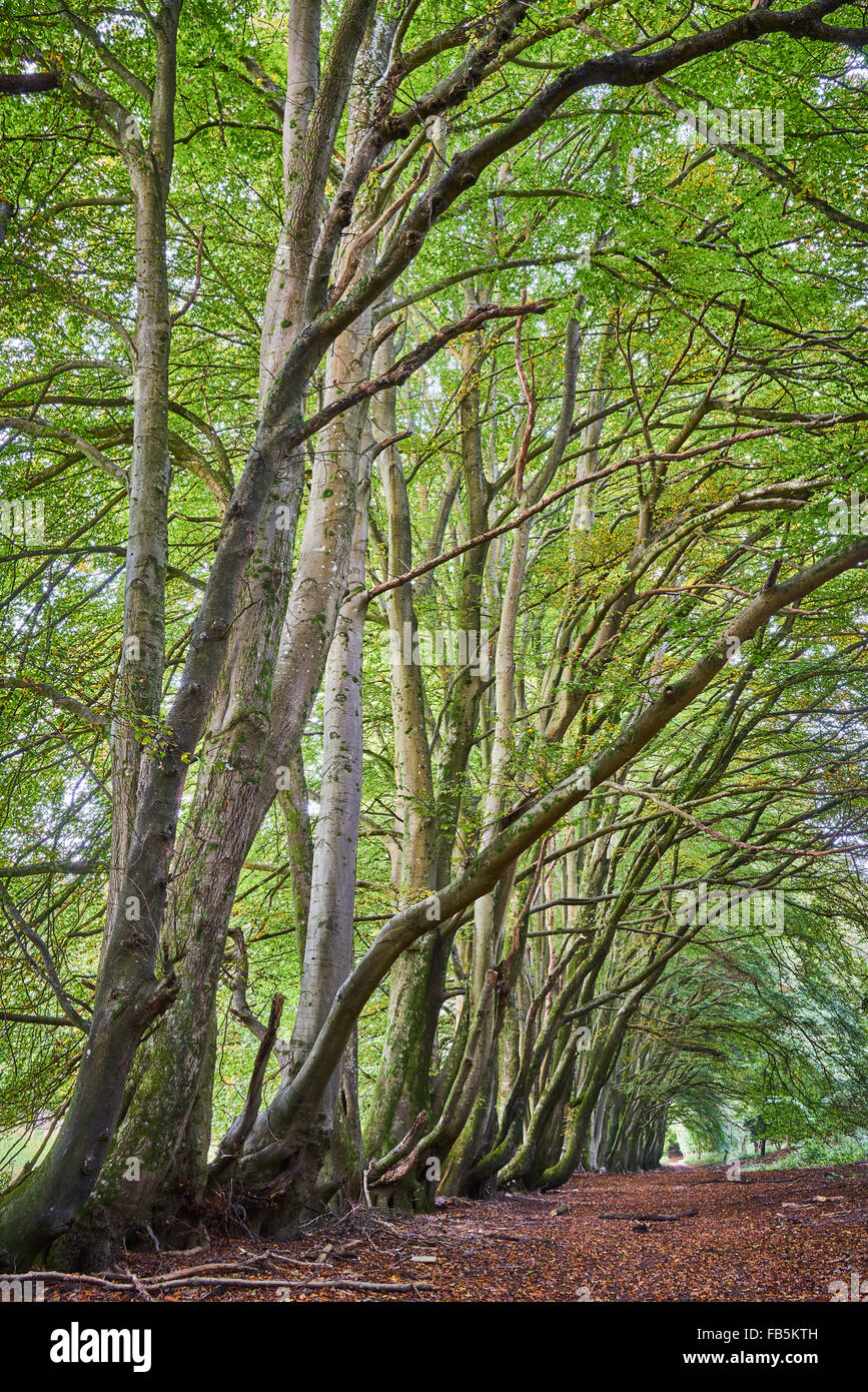 Beech tree avenue hi-res stock photography and images - Alamy