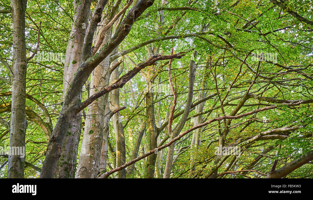 Beech tree tunnel hi-res stock photography and images - Alamy
