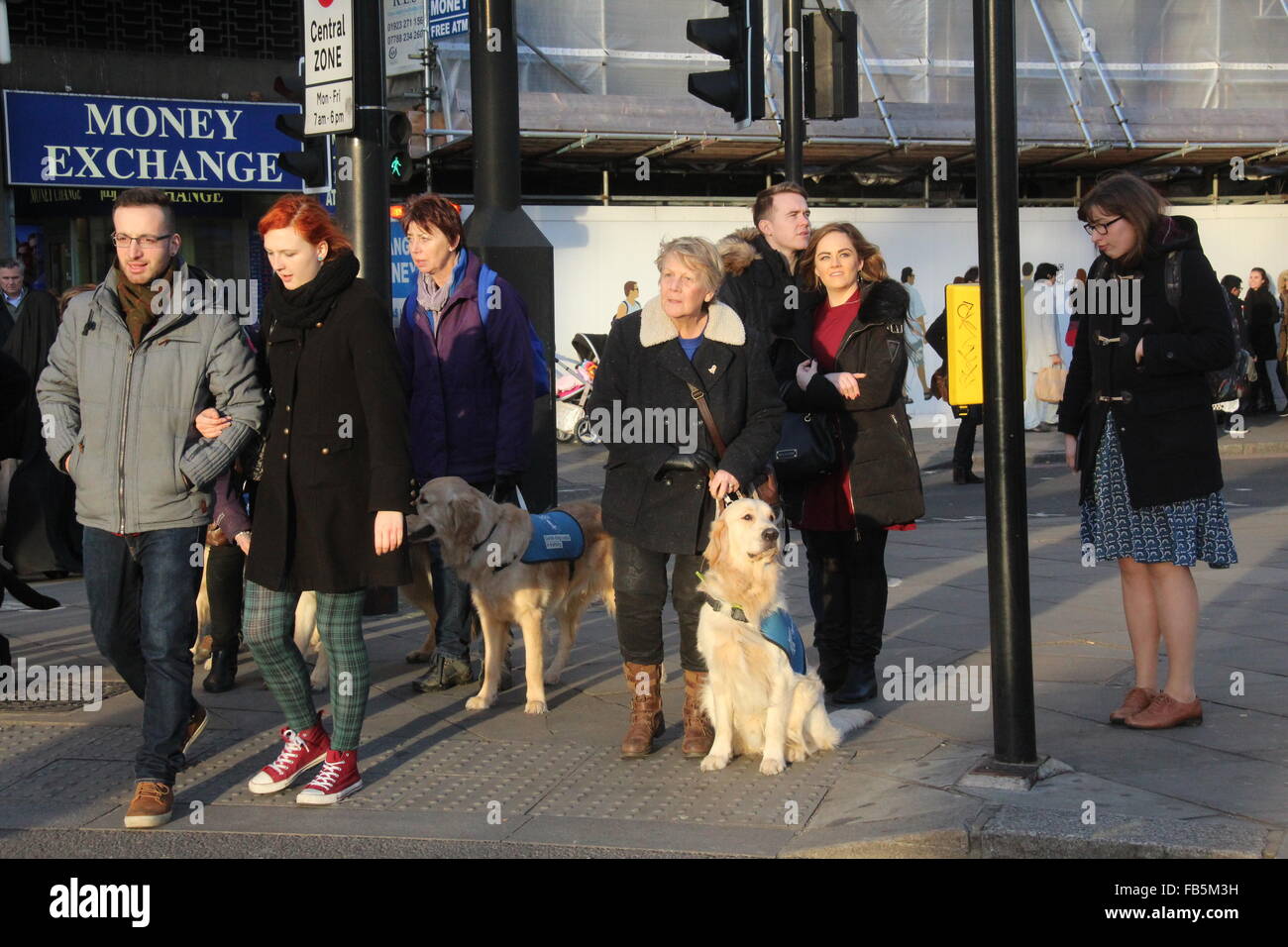 TWO GOLDEN RETRIEVER GUIDE DOG PUPPIES IN TRAINING WAITING AT A ...