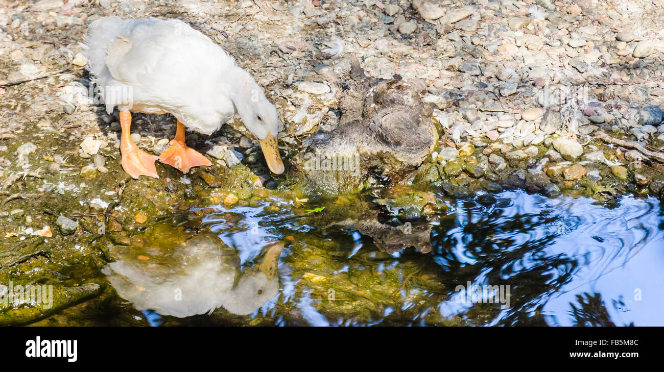 Waterfowl hunting scene hi-res stock photography and images - Alamy
