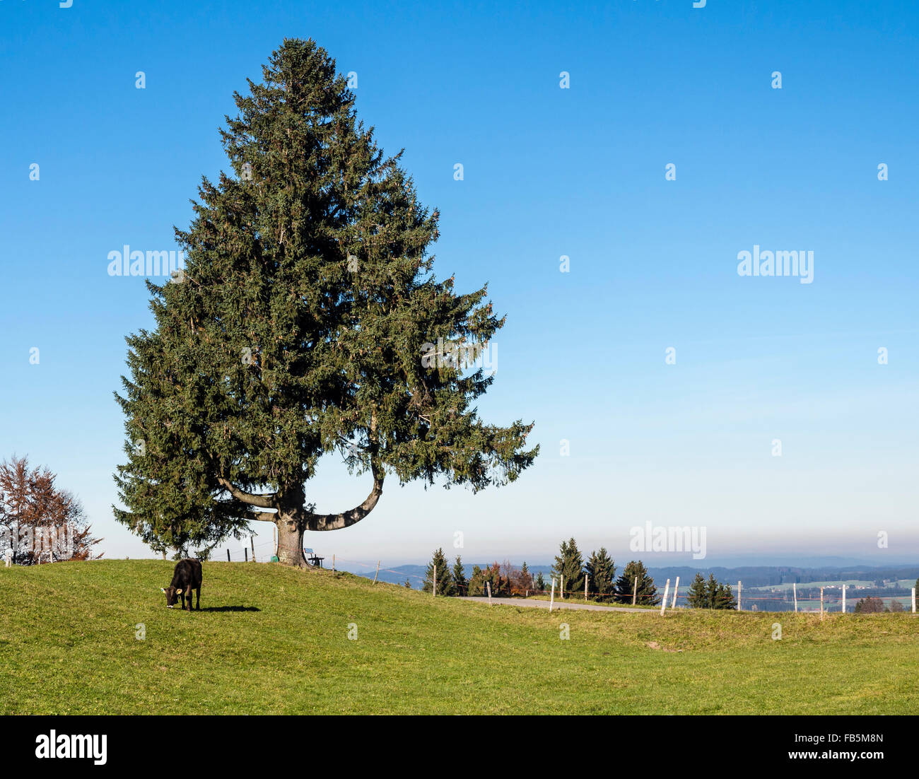 Curved Tree Branch High Resolution Stock Photography and Images - Alamy
