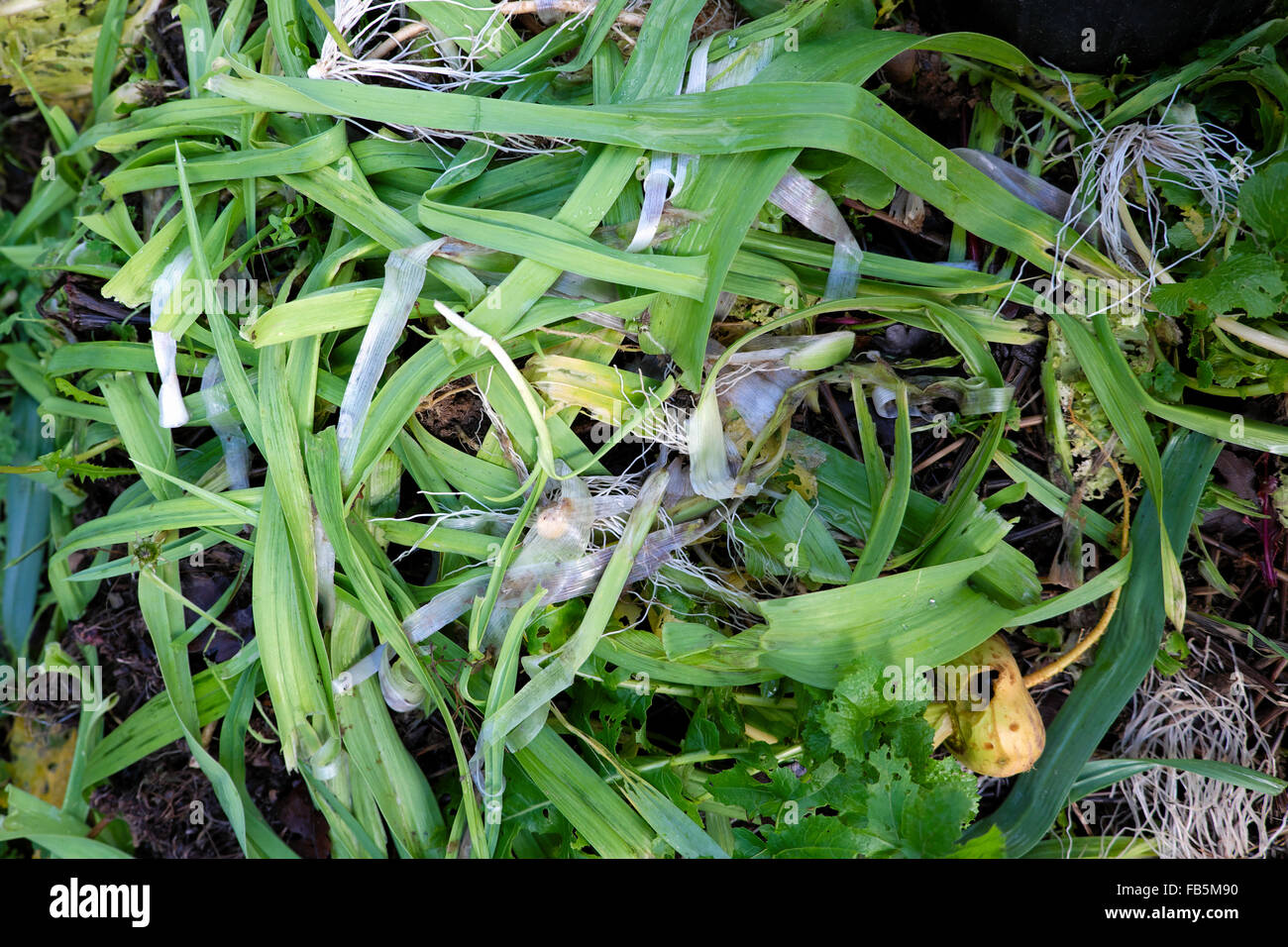 Compost heap in garden with leaves of leeks and winter vegetables in ...