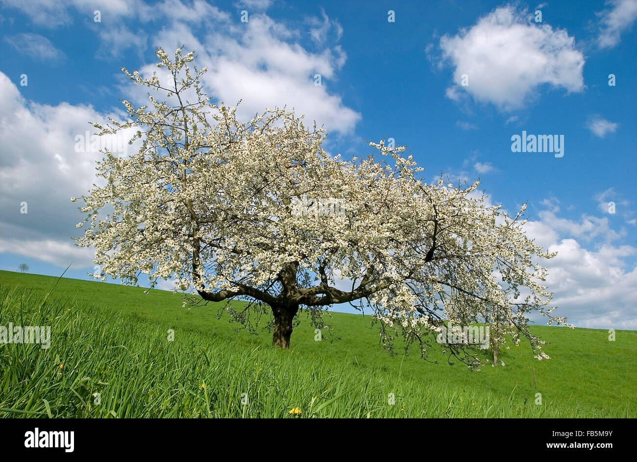 Blossom rurally hi-res stock photography and images - Alamy