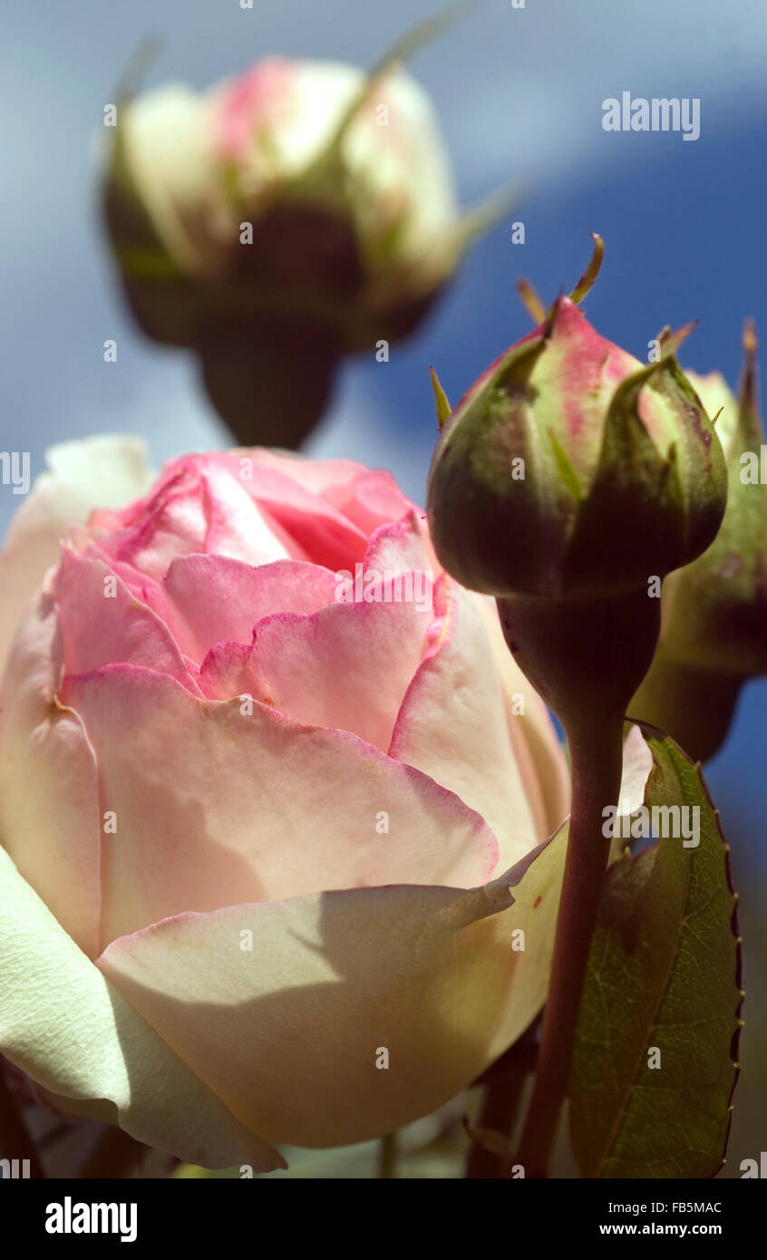 Pink Rose Breed High Resolution Stock Photography and Images - Alamy