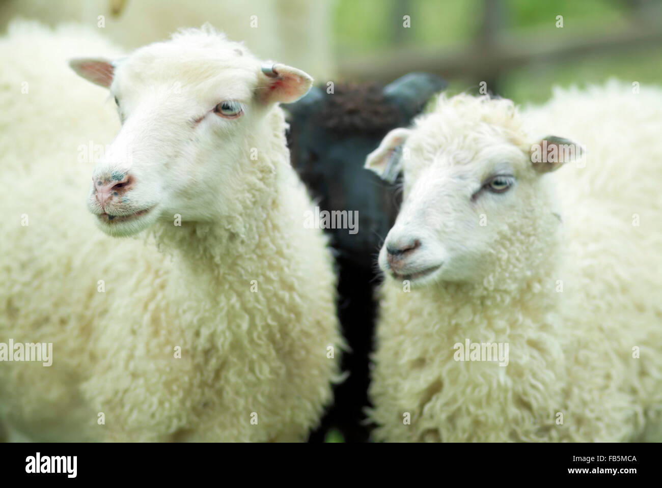 Two white sheep Stock Photo - Alamy