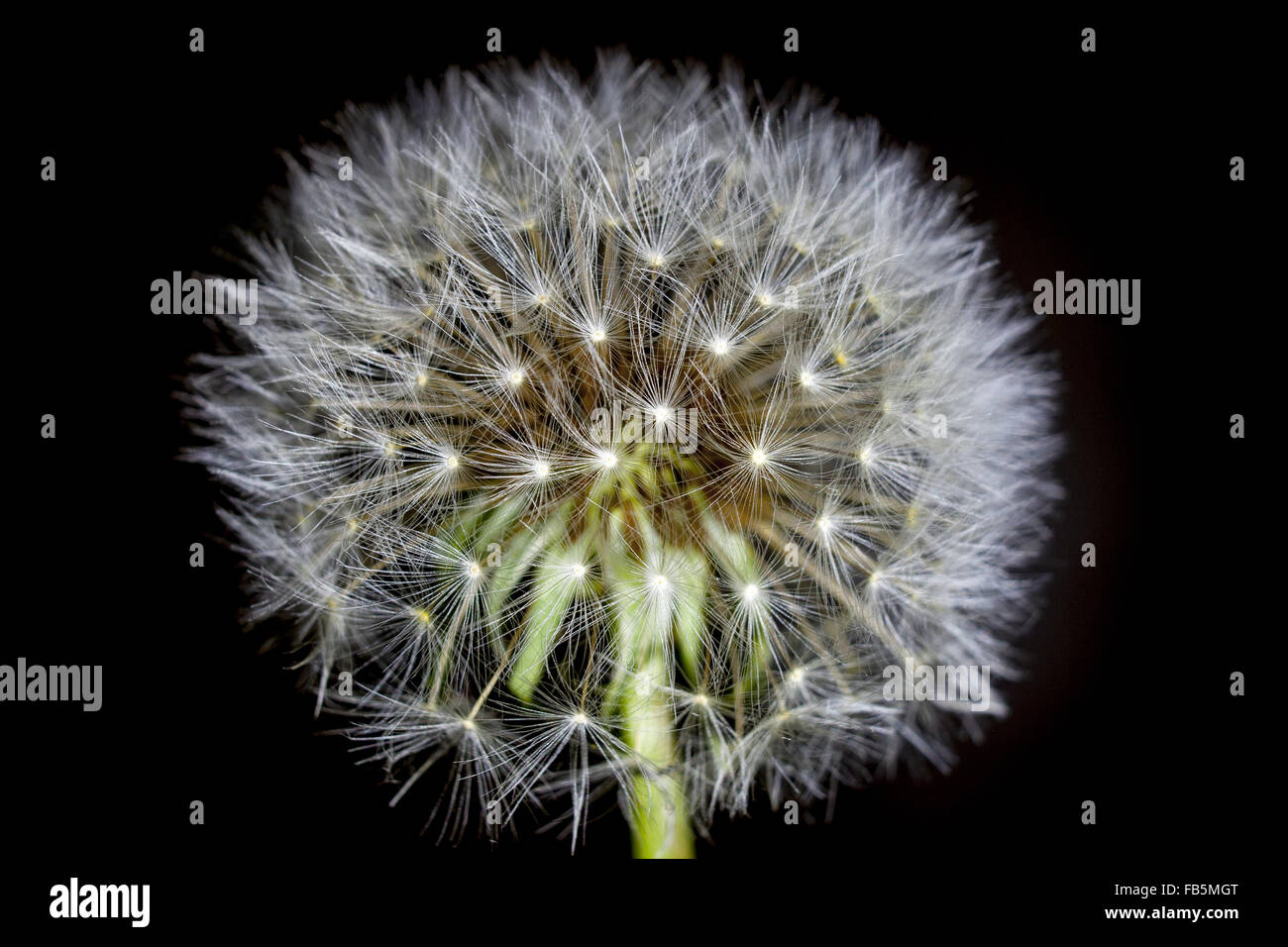fluff of a dandelion in close up Stock Photo - Alamy