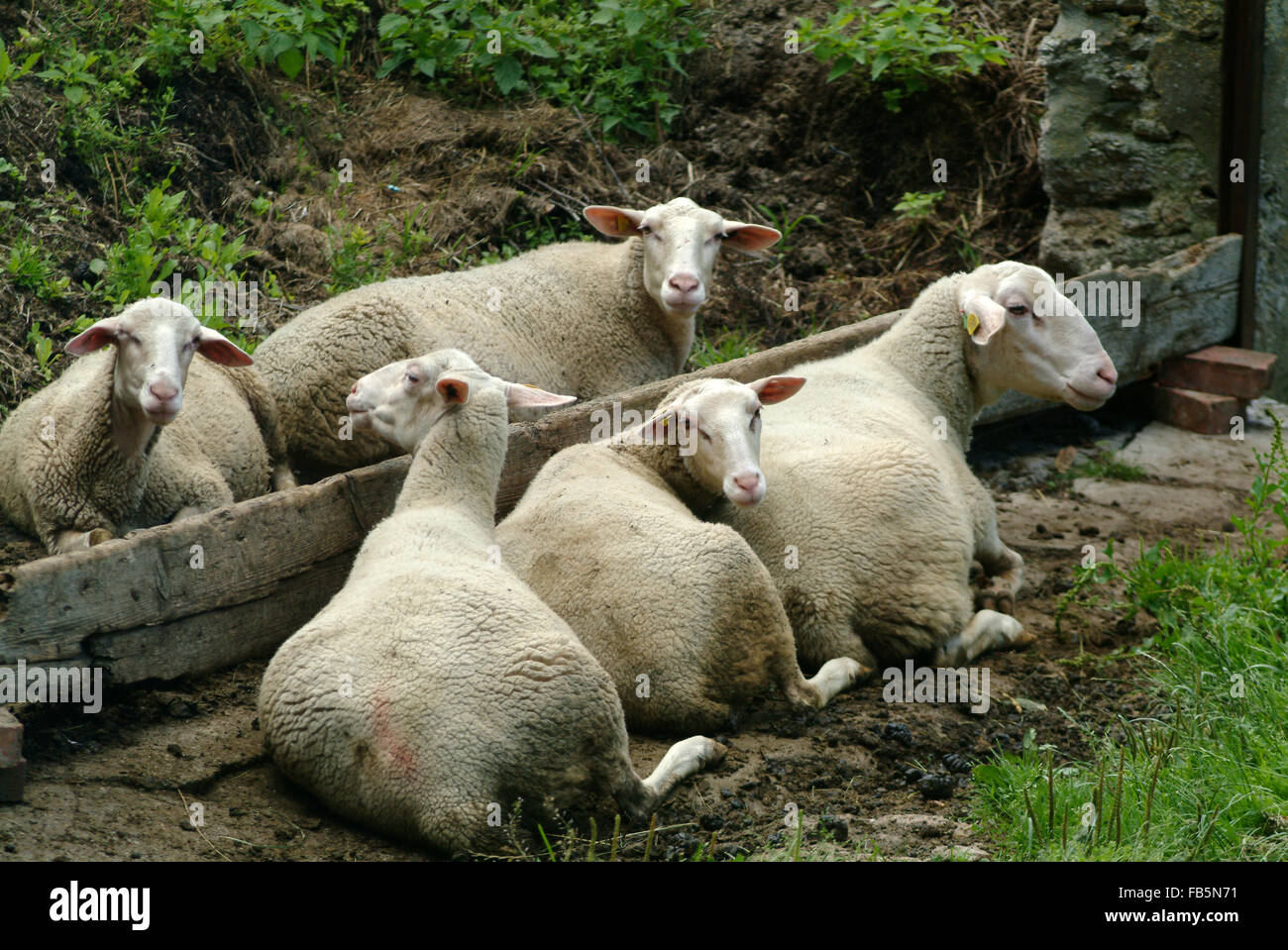 Sheep herd flock at watering place Stock Photo - Alamy
