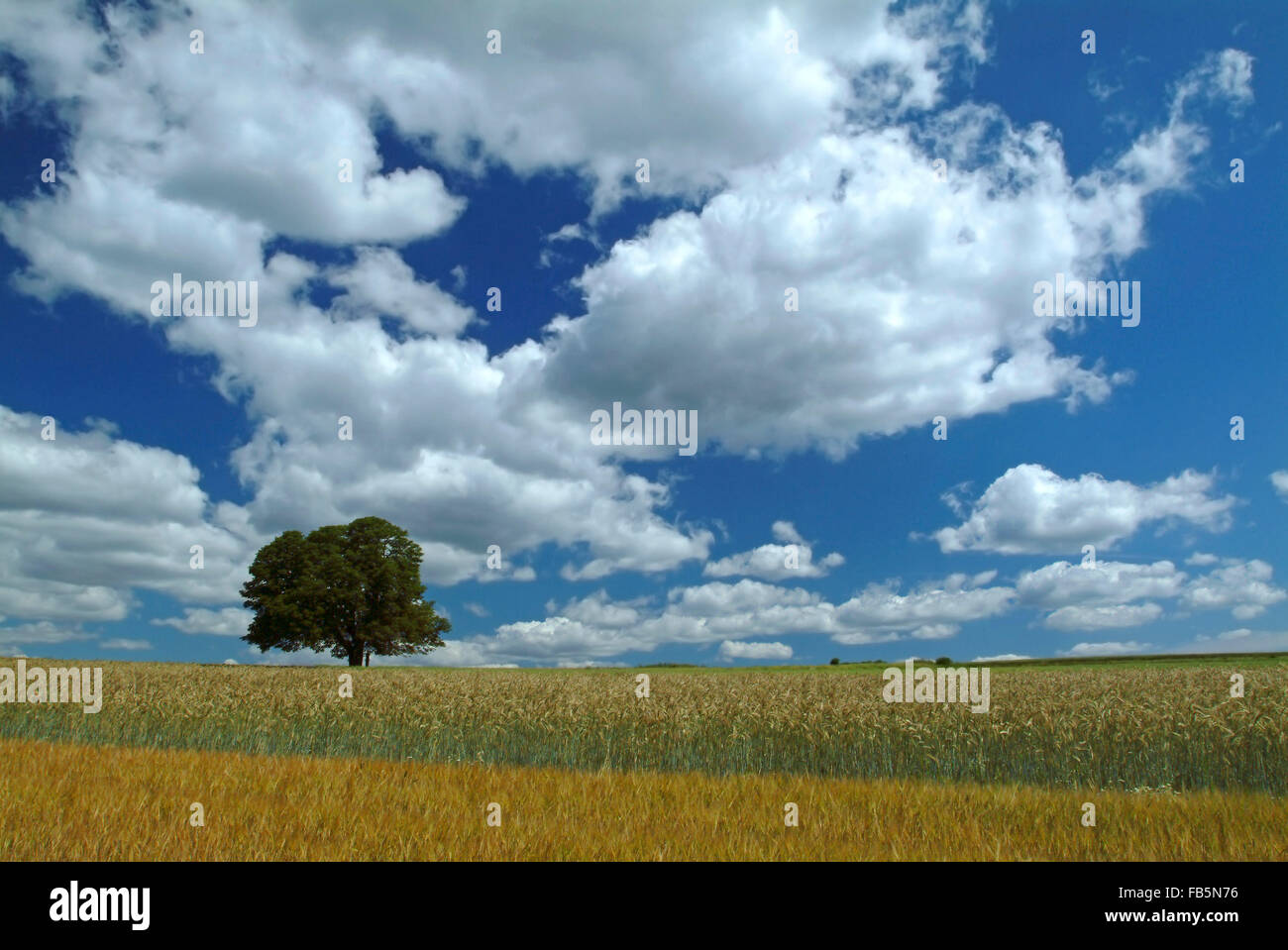 Oak tree alone in a field, austria, europe Stock Photo - Alamy