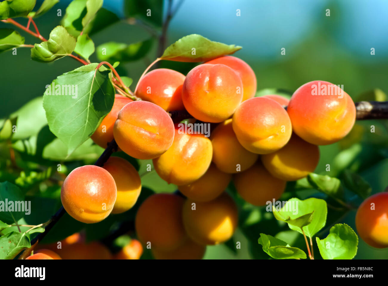 Apricots tree with fruits details wachau austria europe Stock Photo - Alamy