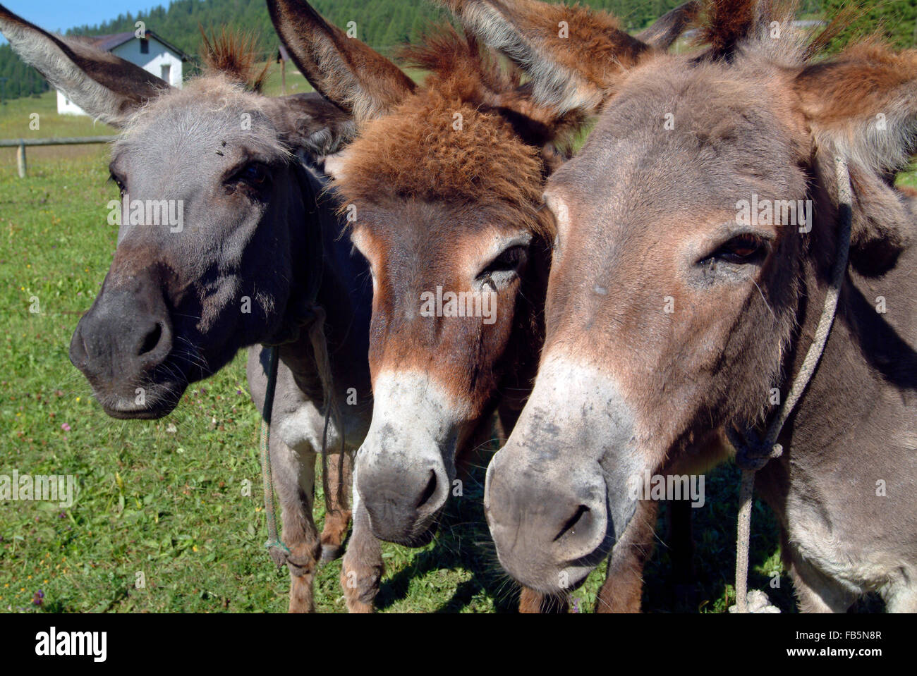 Three Donkey (Equus asinus) staring in camera austria Europe Stock ...
