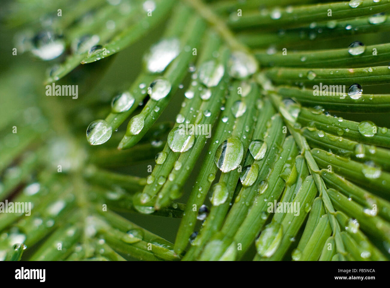 Giant sequoia leaves hi-res stock photography and images - Alamy