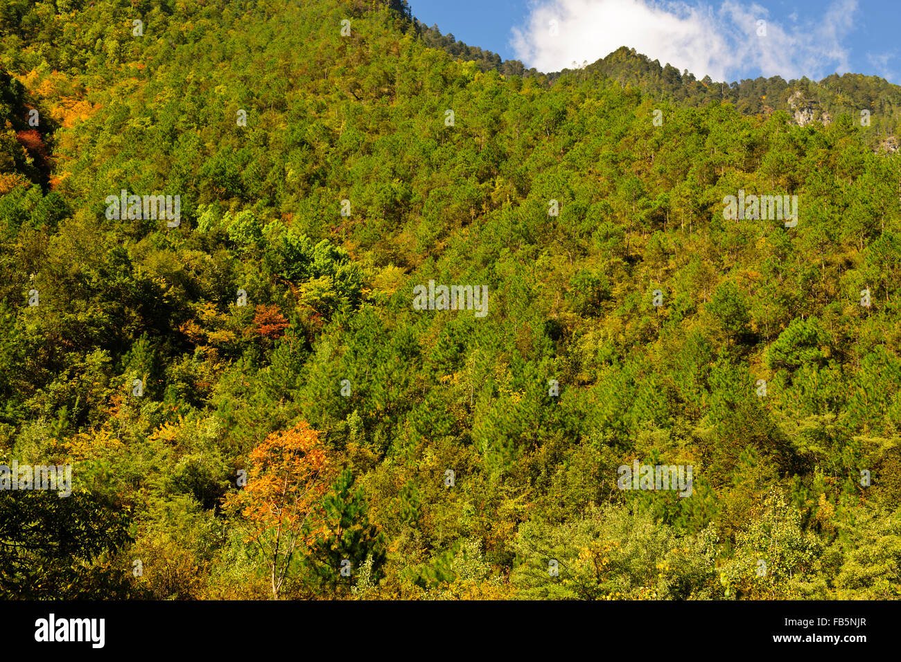 Yunnan Golden Monkeys in the trees with their young ,National Park ...