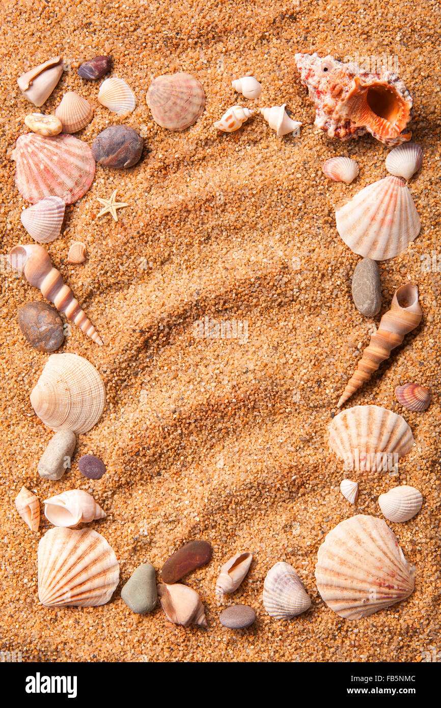 background of various shells on sand. Top view Stock Photo - Alamy