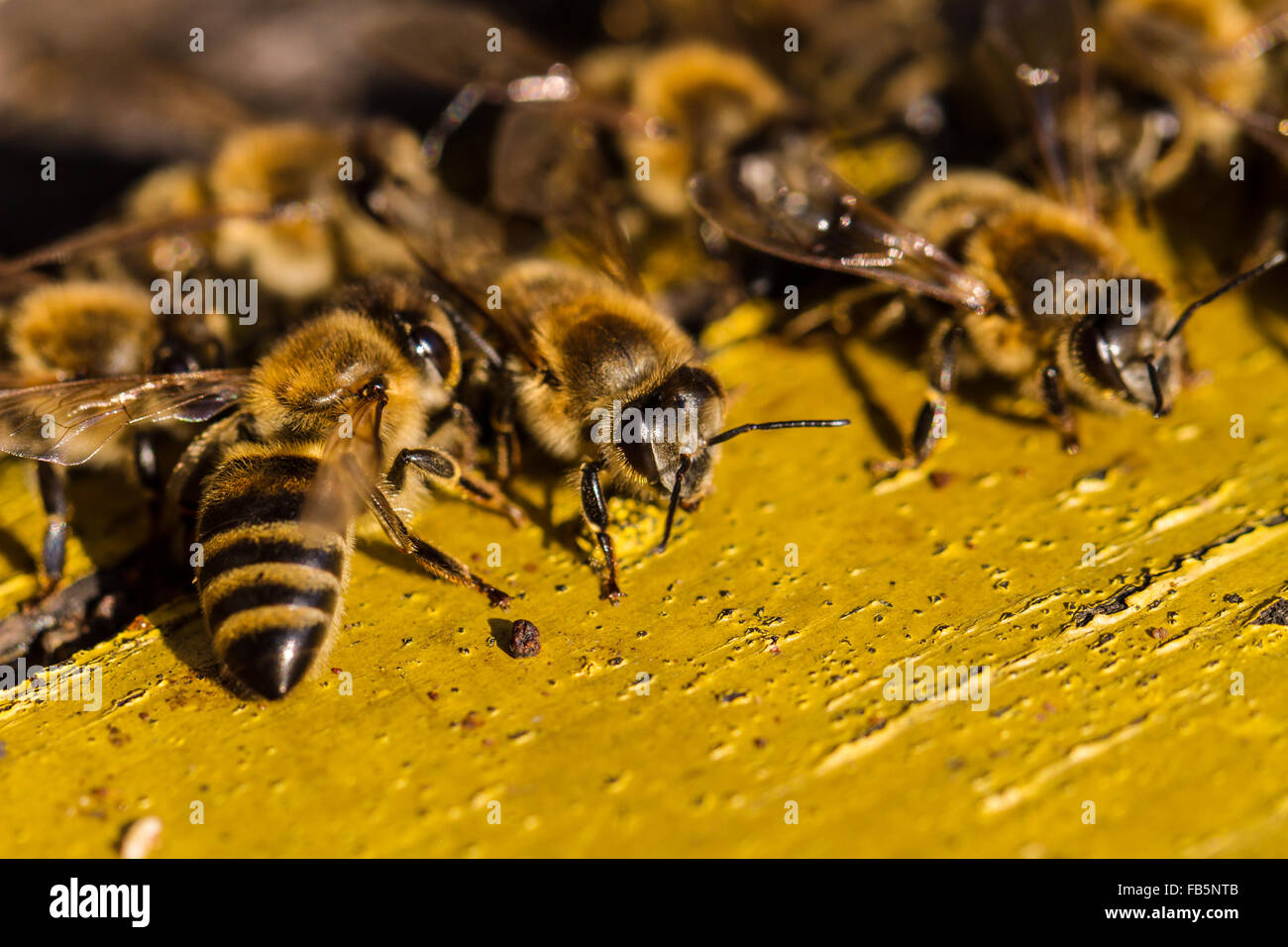 Bees in beehive, beekeeping farm producing natural herbal honey Stock ...