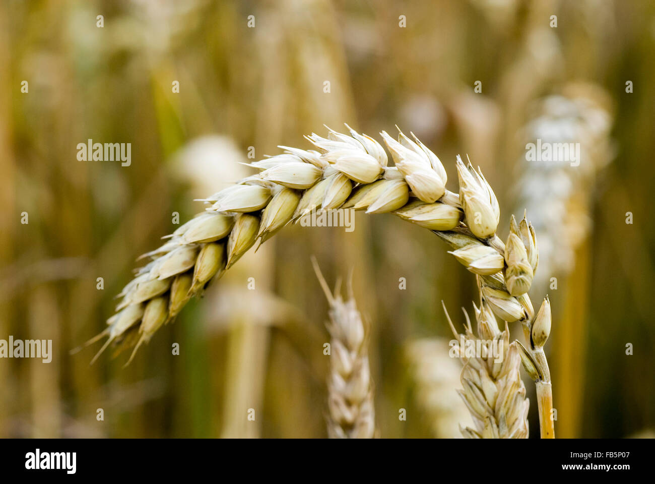 Wheat Field one corn ear Stock Photo - Alamy