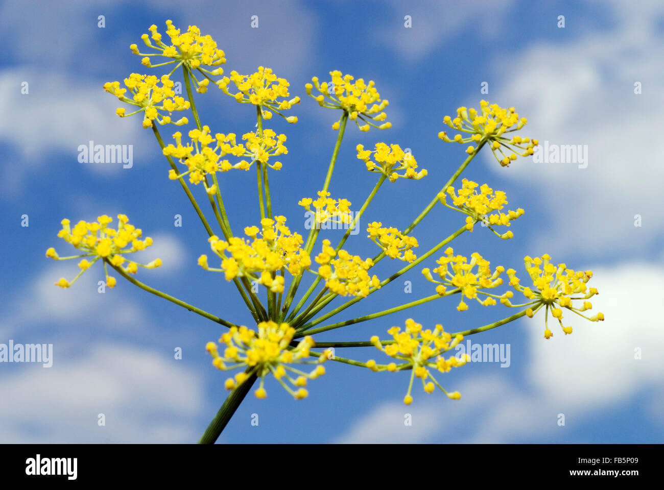 Fennel seed head hi-res stock photography and images - Alamy