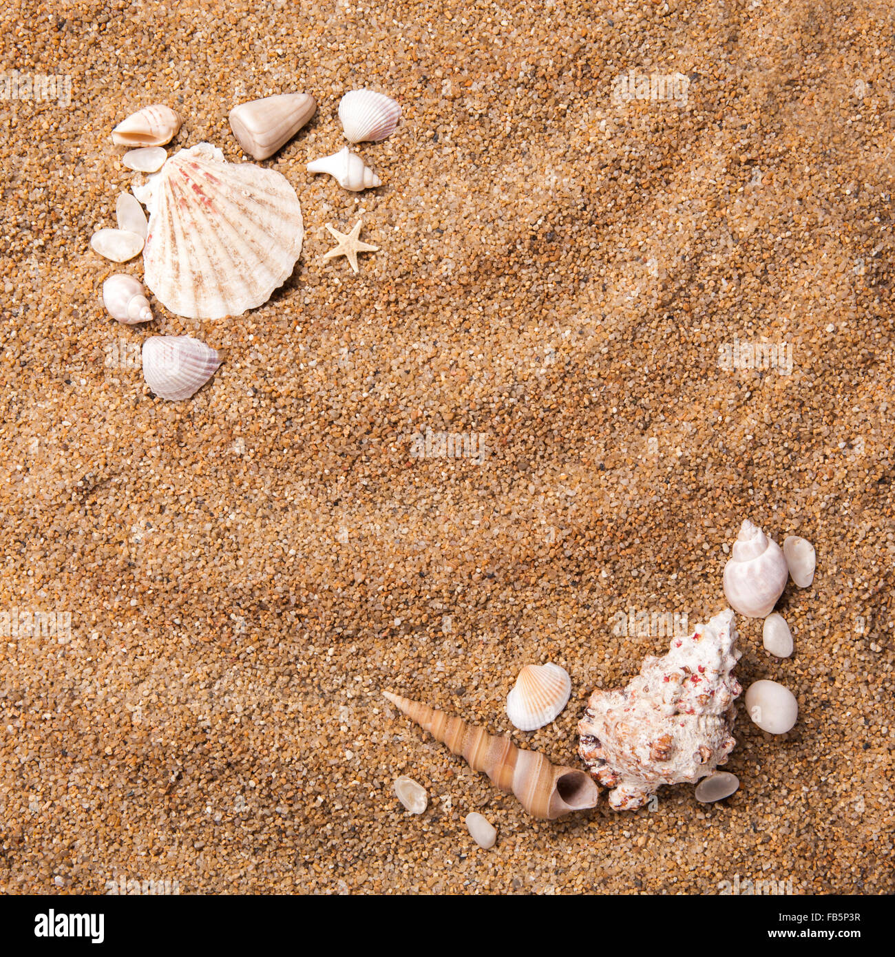 background of various shells on sand. Top view Stock Photo - Alamy