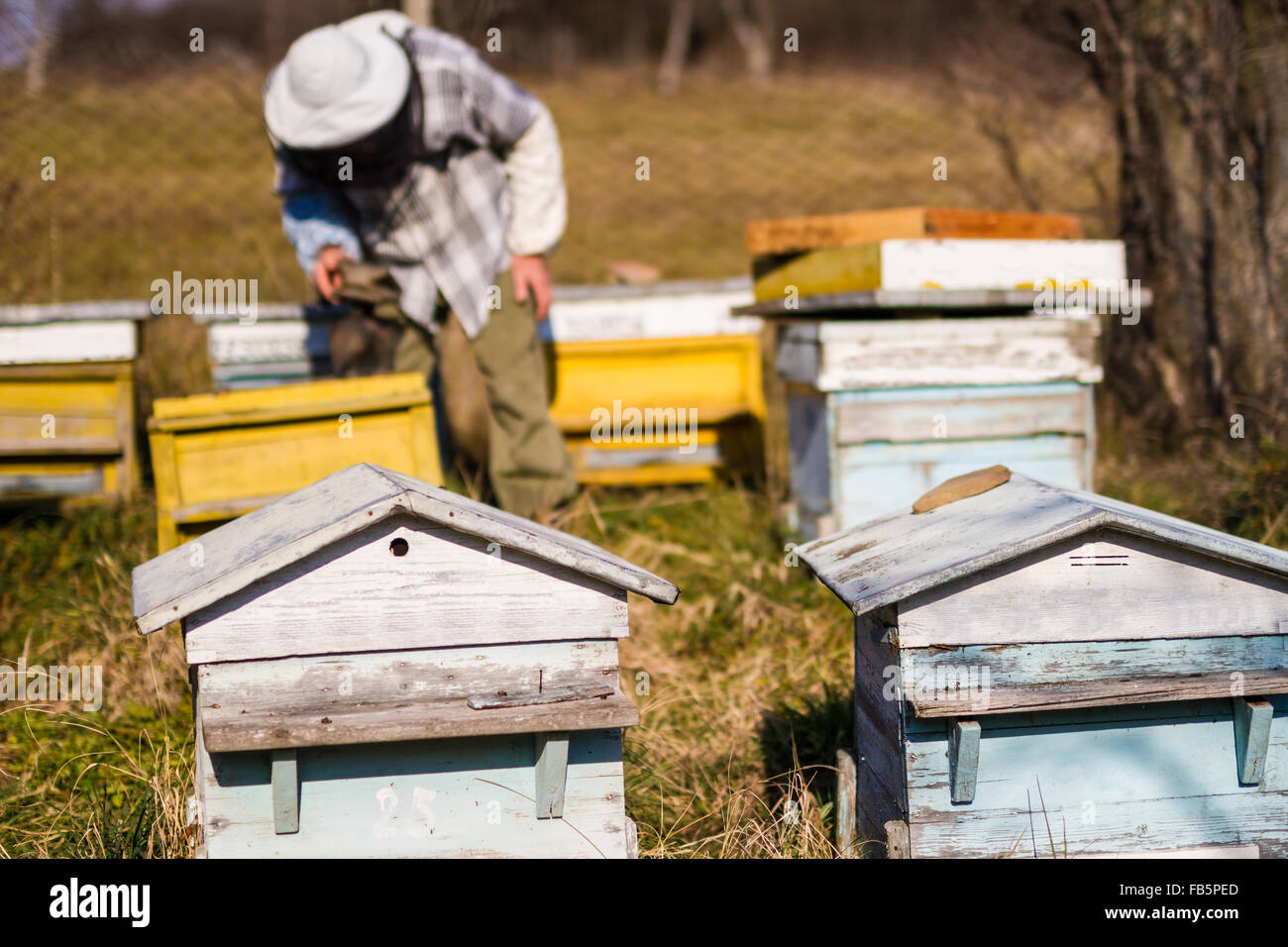 Beekeeper working on beehives with honeycomb with bees in hands ...
