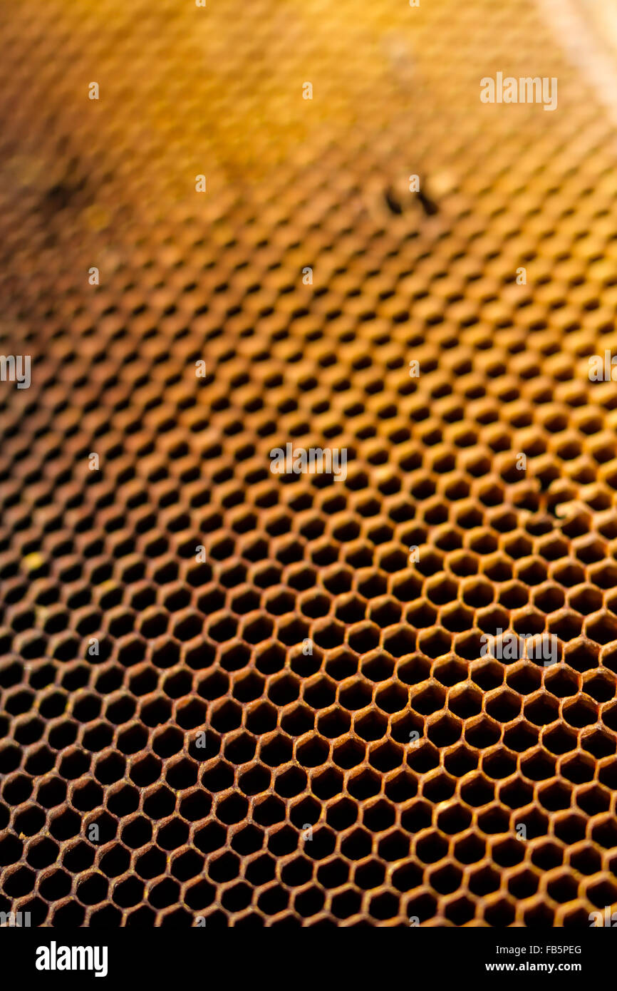 Honeycomb cells close-up from beehive. Beekeeping production Stock ...