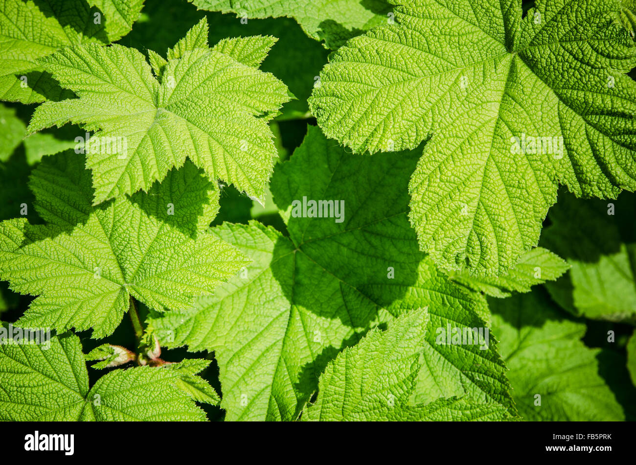 Young green leaves of a raspberry, background Stock Photo - Alamy