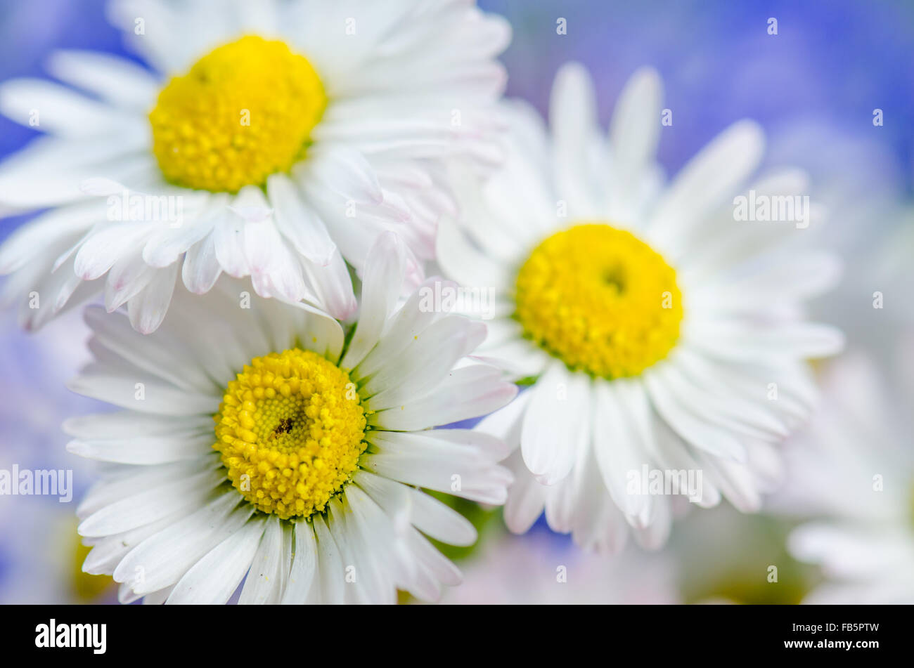 Flower of a daisy, close up Stock Photo - Alamy