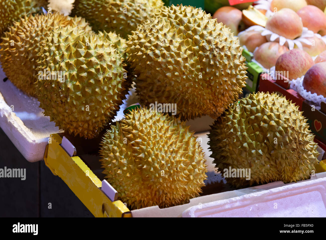 Eating durian king of fruits durian king of fruits hi-res stock ...
