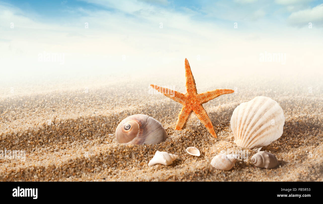 Sea shells on the sand against blue sky. Header for website Stock Photo ...