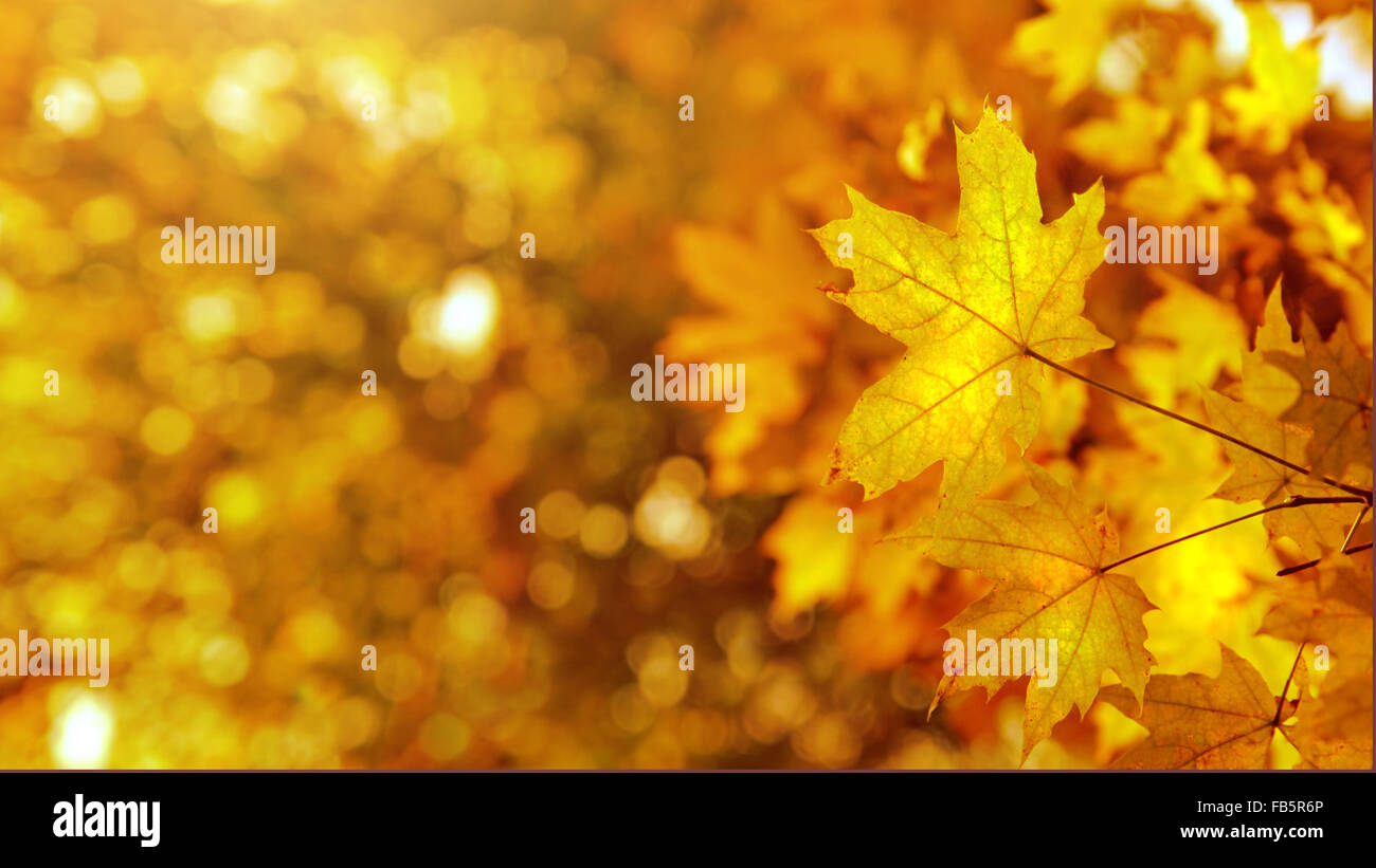 autumn yellows leaves background. Header for website Stock Photo - Alamy