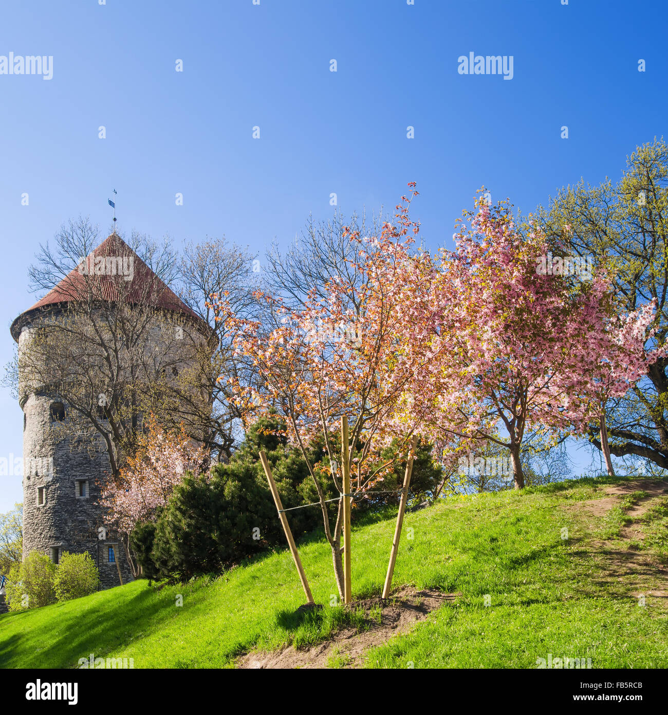 View of the Old Tallinn beautiful spring day. Estonia Stock Photo - Alamy