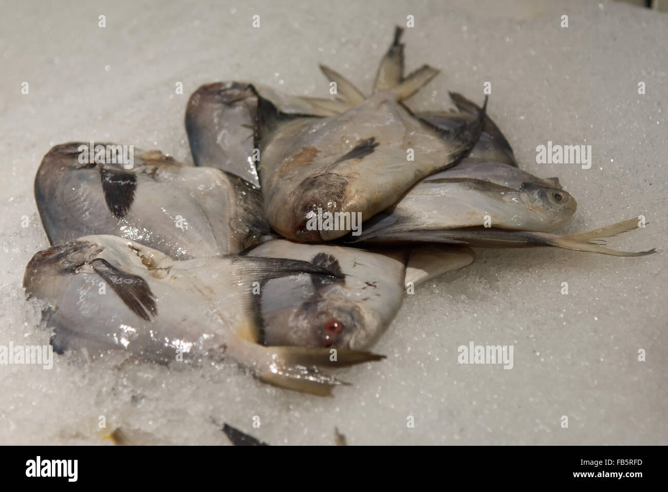 Fish laying on ice at a shop shelf Stock Photo - Alamy