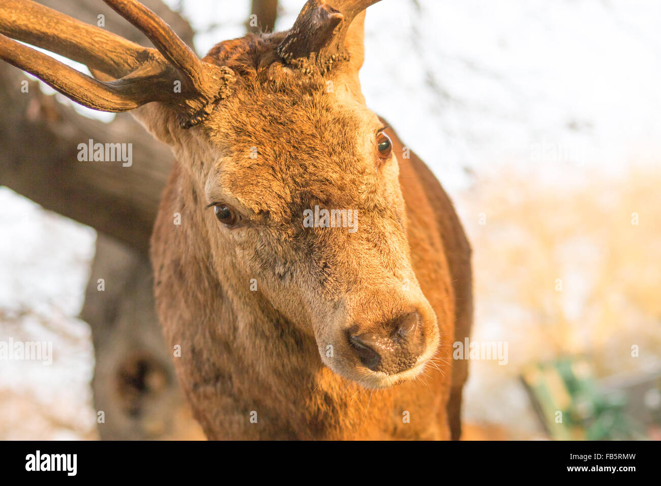 Red Deer Stag Portrait Stock Photo - Alamy