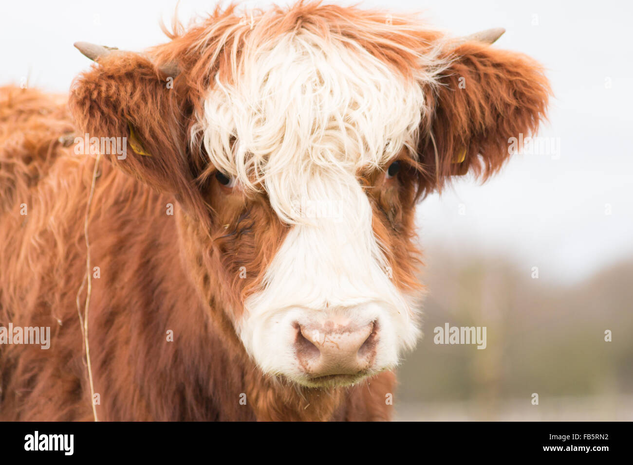 Young Moorland Cow Stock Photo - Alamy