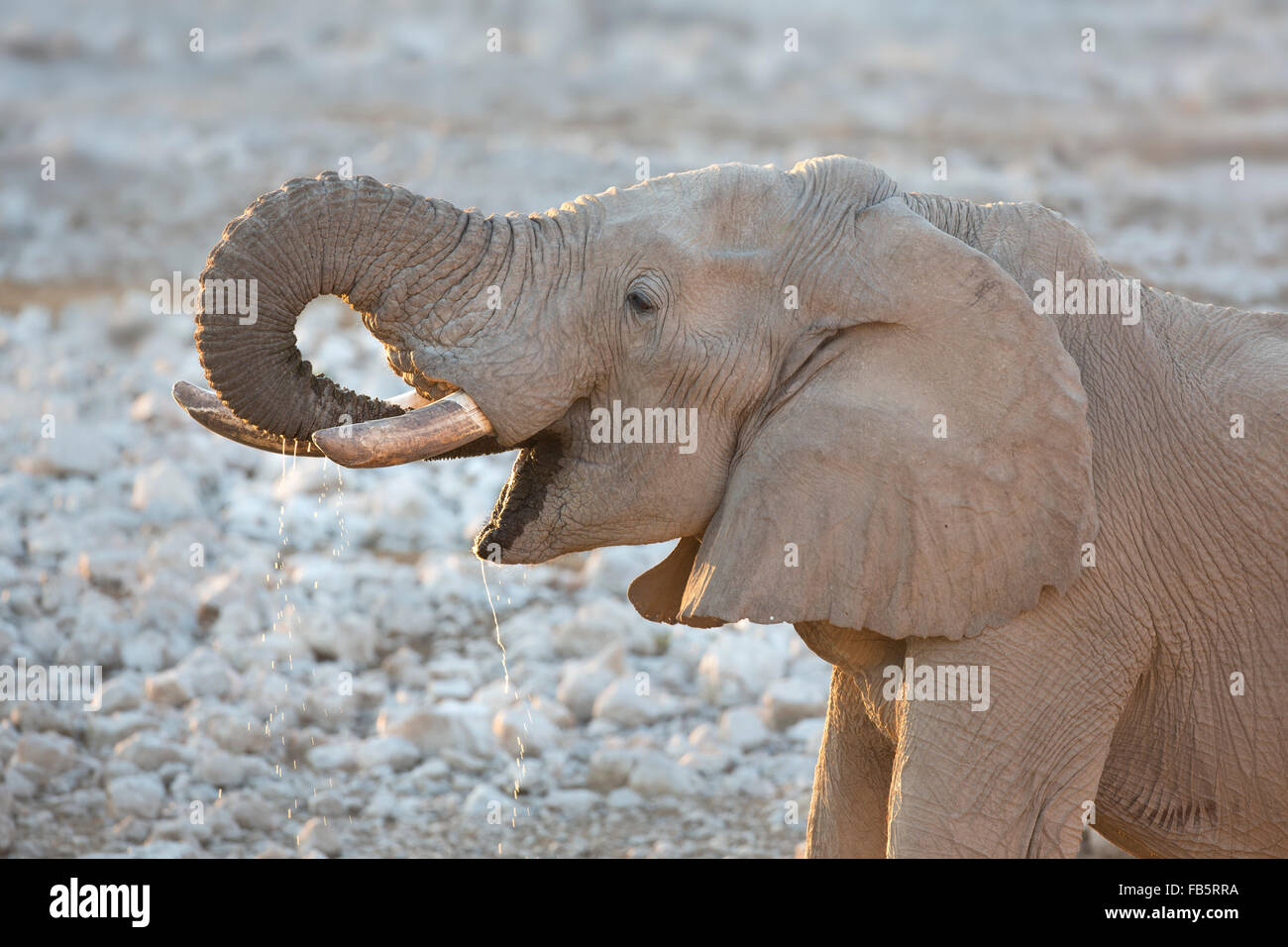 Adult african elephant raising trunk hi-res stock photography and ...
