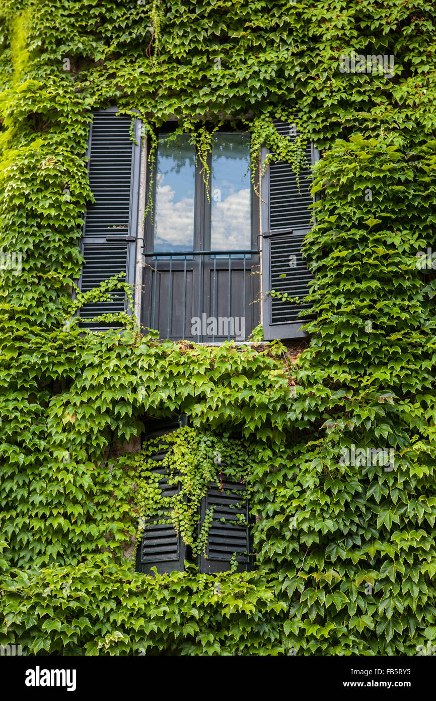 Green ivy on wall hi-res stock photography and images - Alamy