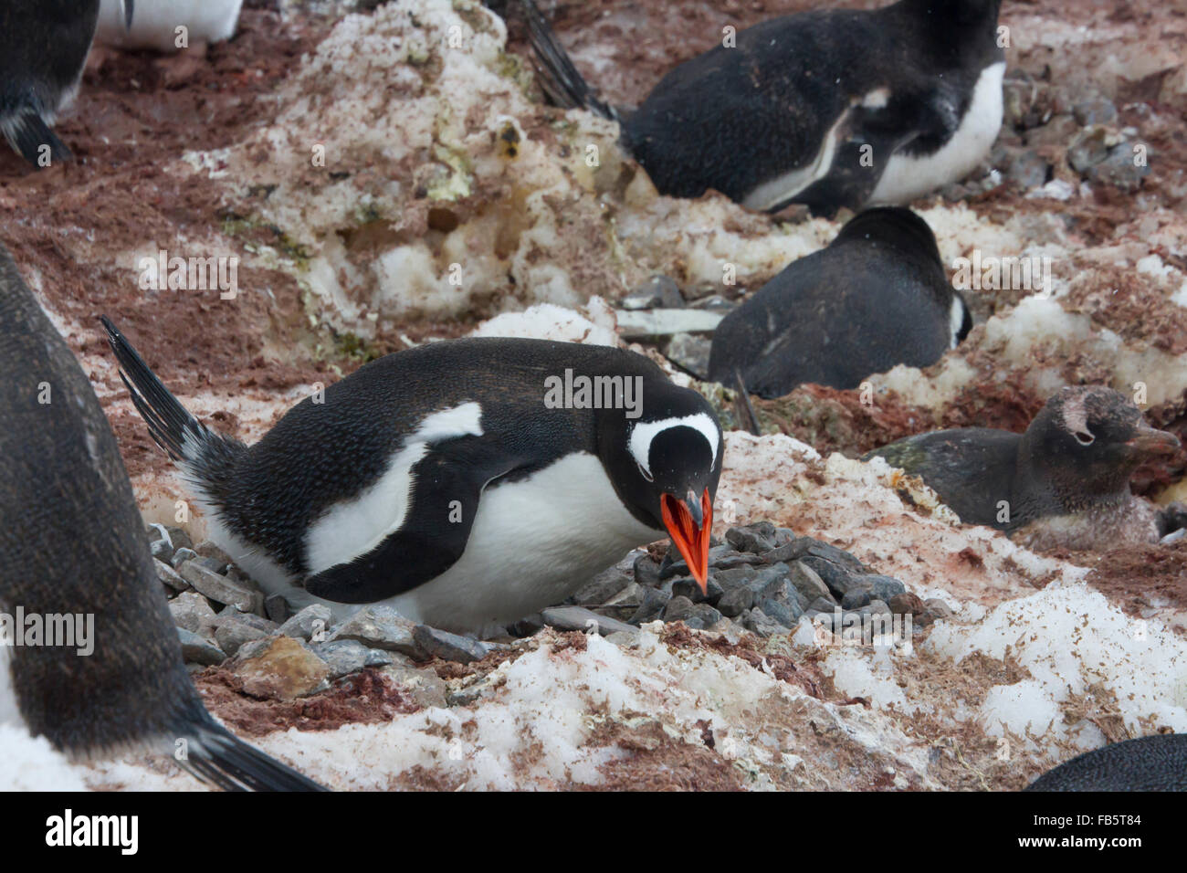 Gentoo penguin warding off perceived danger sitting on nest at rookery ...