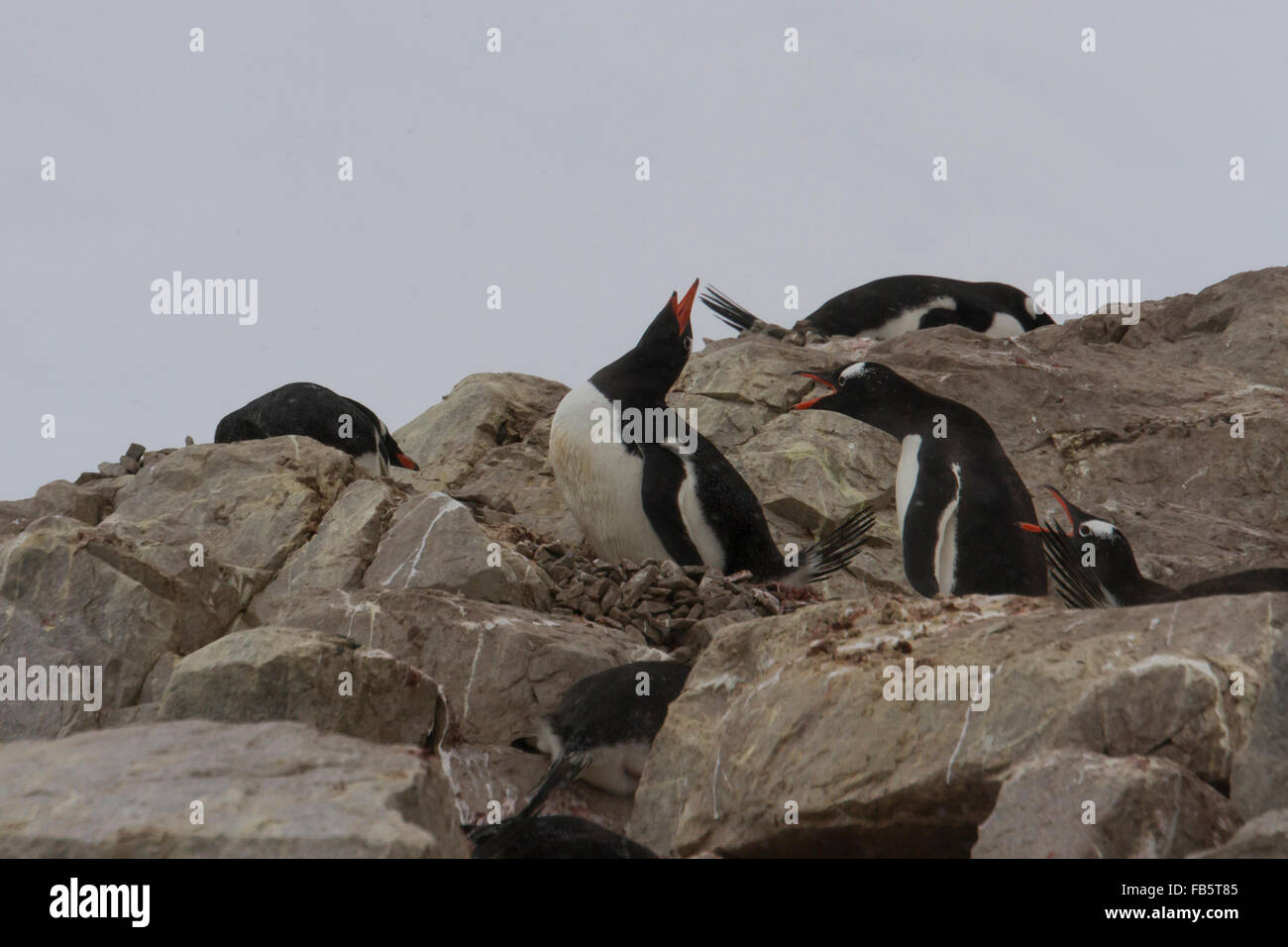 Mating pair of gentoo penguins braying to identify voices on nest at ...