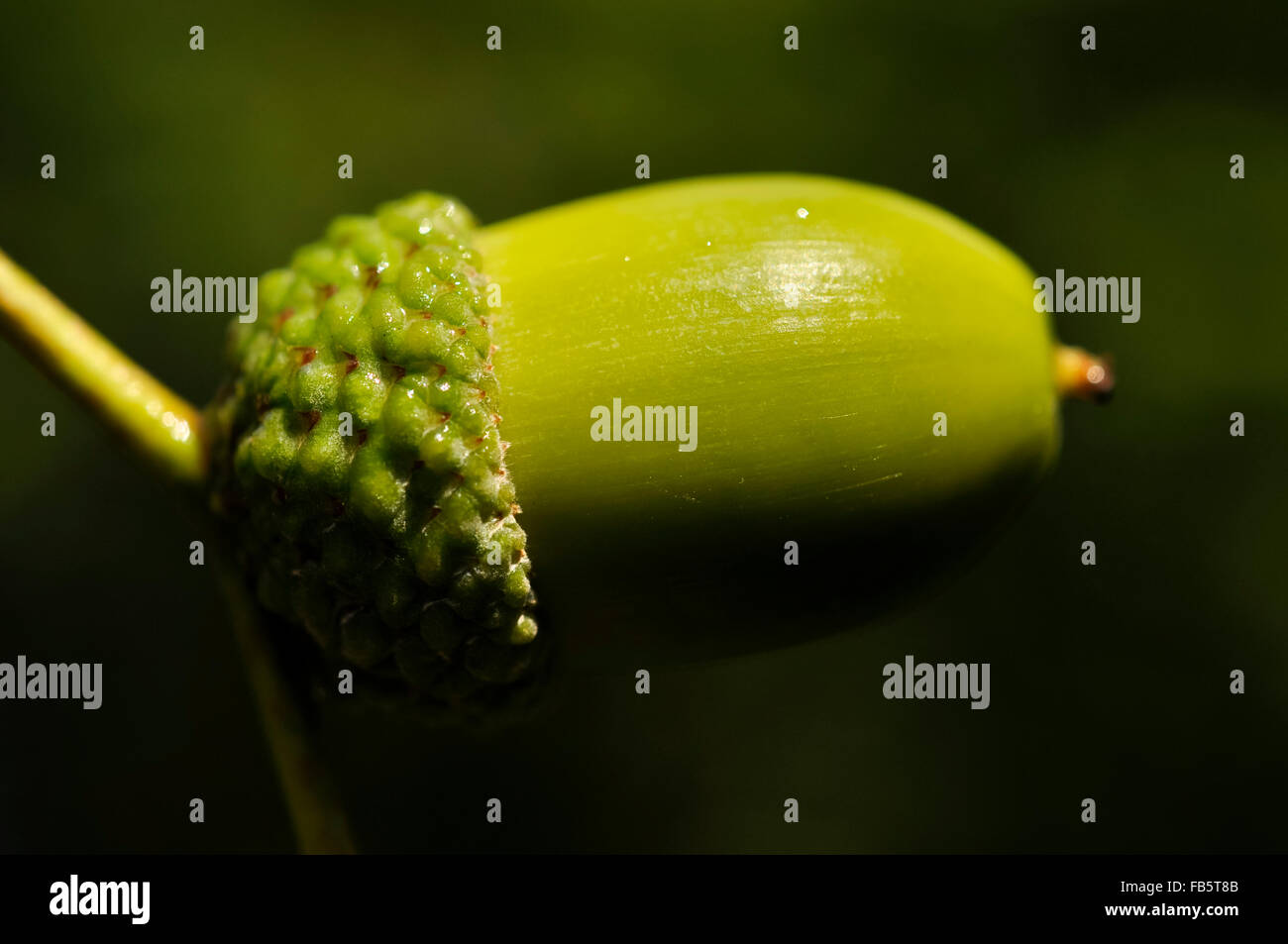 English oak acorn hi-res stock photography and images - Alamy
