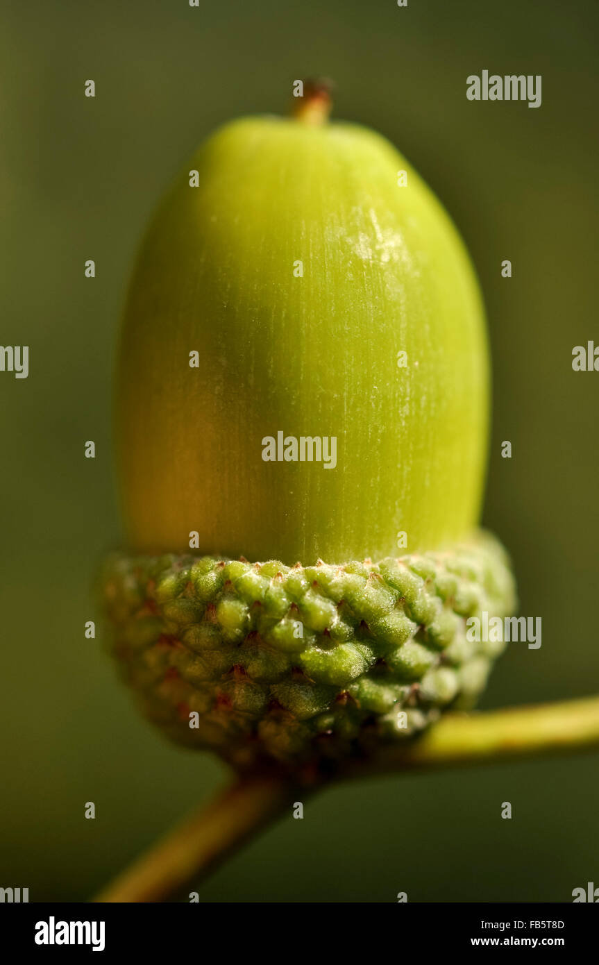 Shiny acorn hi-res stock photography and images - Alamy