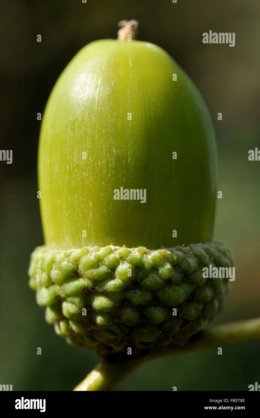 Close up of a shiny green single Acorn Stock Photo - Alamy